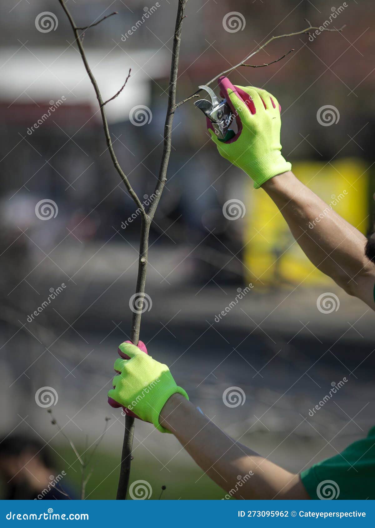 Hands of a Man Clipping a Tree Sapling during a Planting Activity Stock ...