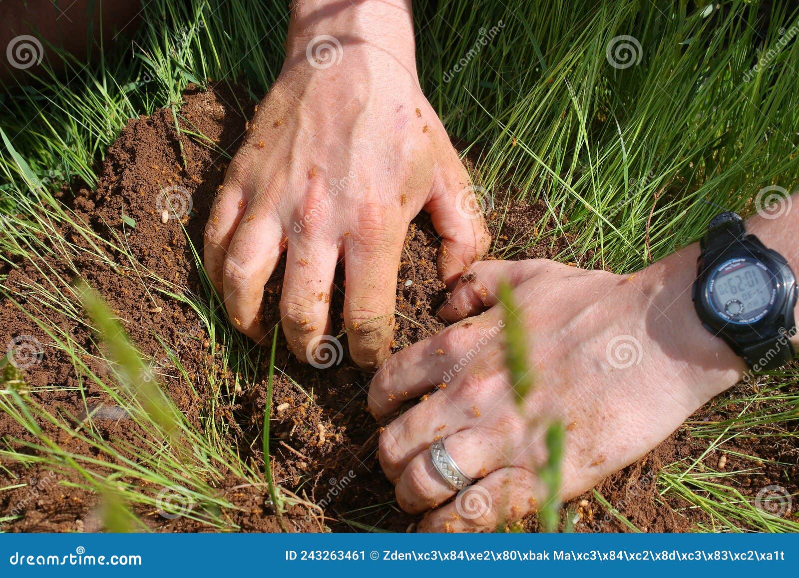 Hands of a Man (entomologist) Digging a Hole in an Anthill Stock Image ...