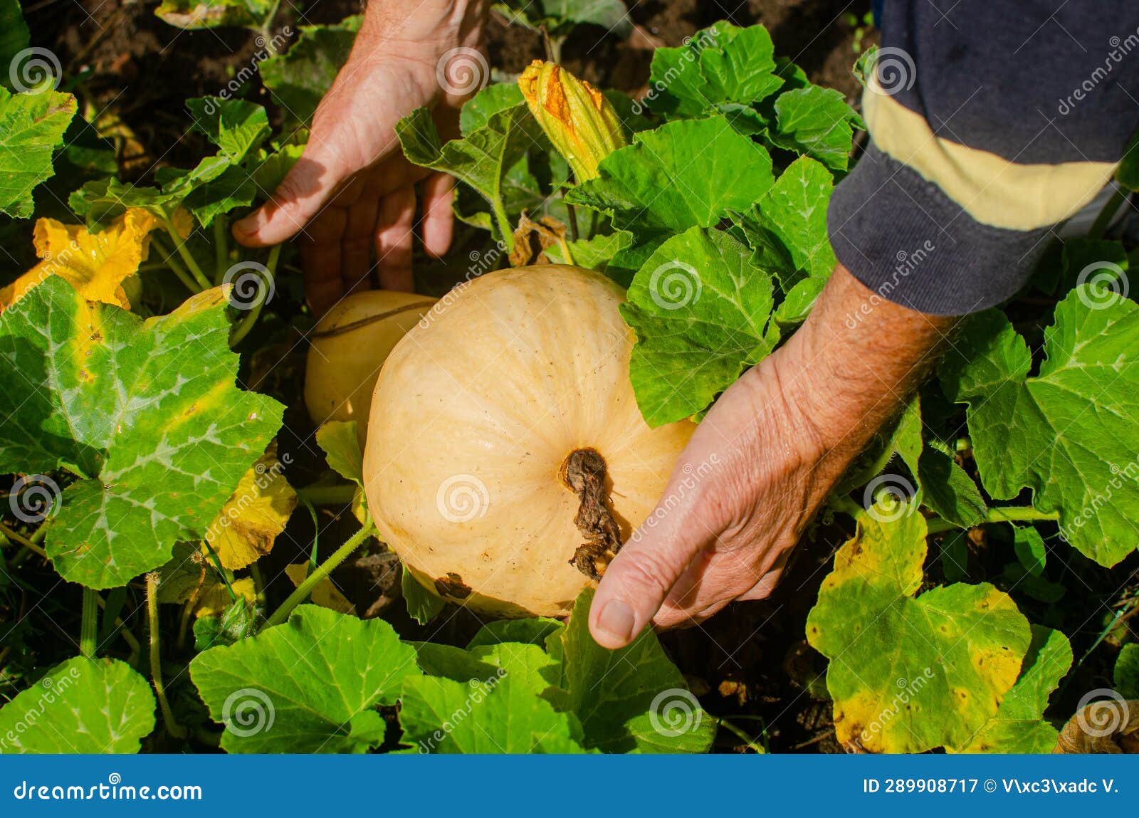 Hands of a Man Harvesting an Organically Grown Zucchini Stock Image ...