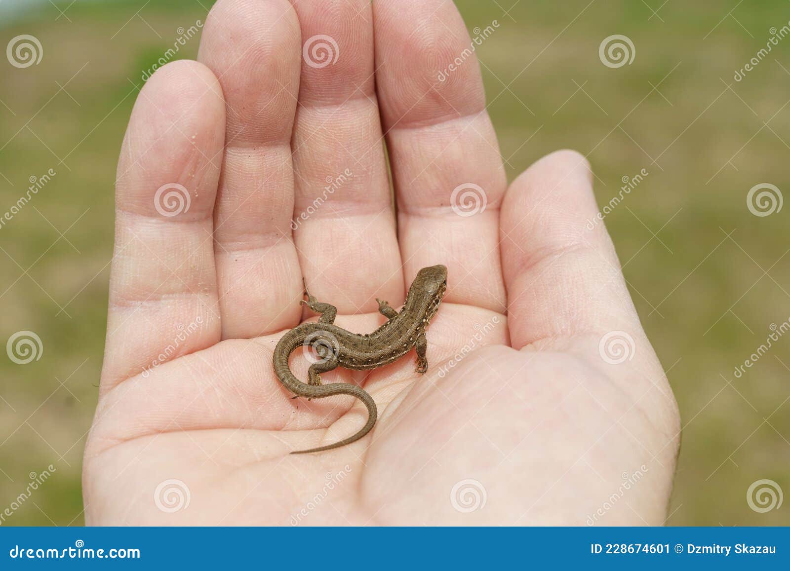In the Hands of a Man is a Small Live Lizard Stock Image - Image of ...