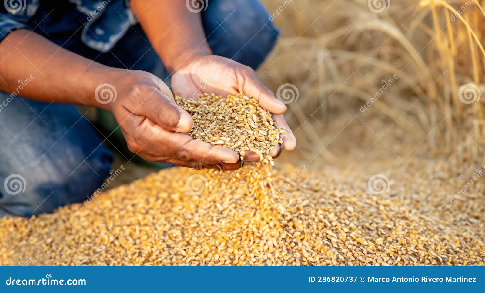 Hands of a Man Taking Seeds Stock Image - Image of equipment, angle ...