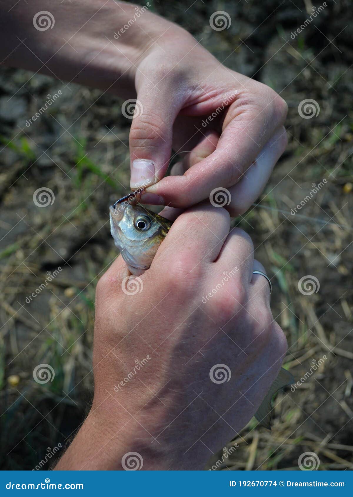 The Hands of a Man Who Pulls a Hook from a Caught Small Fish Stock ...