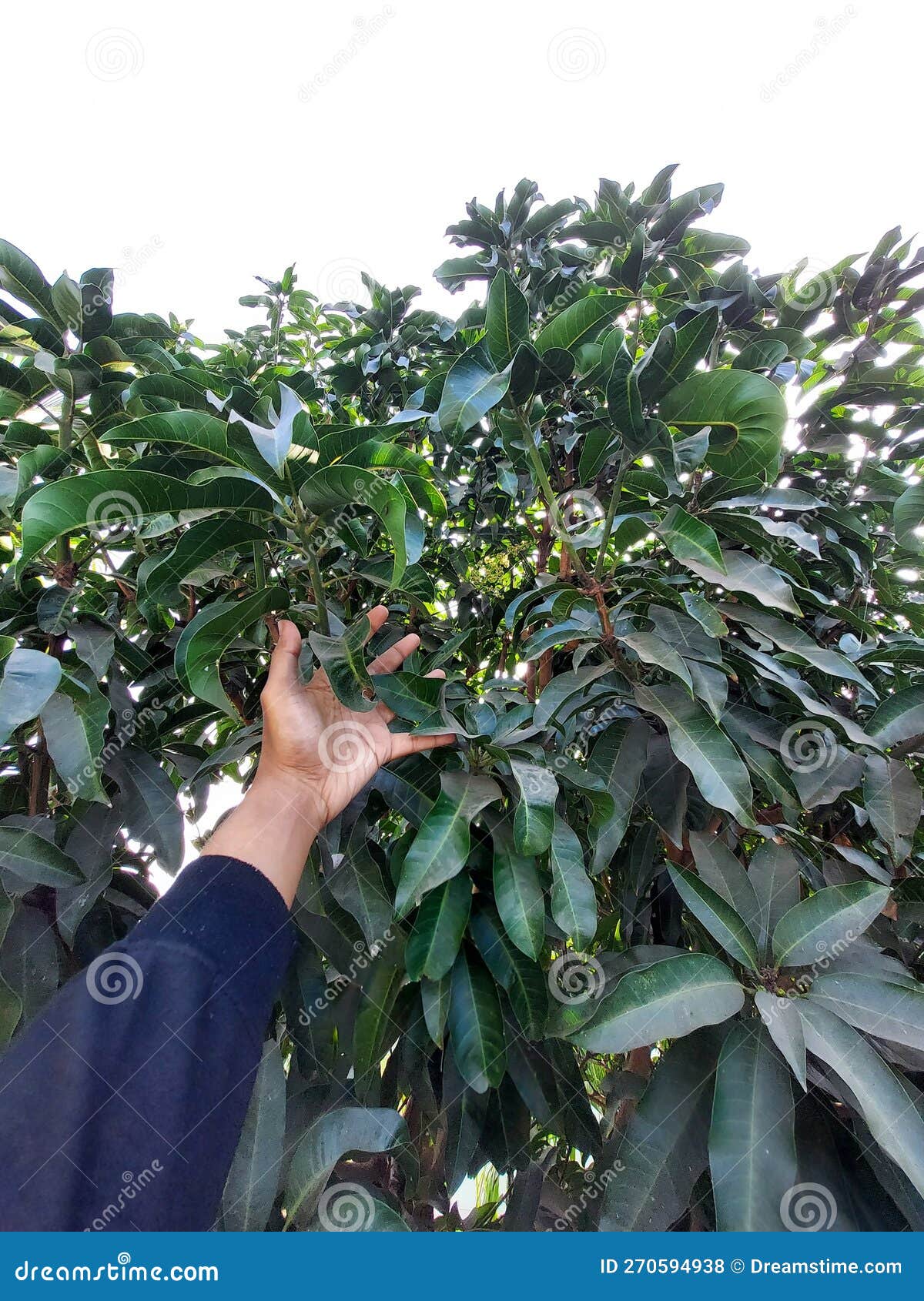 Hands in mango tree stock photo. Image of leaves, hands - 270594938