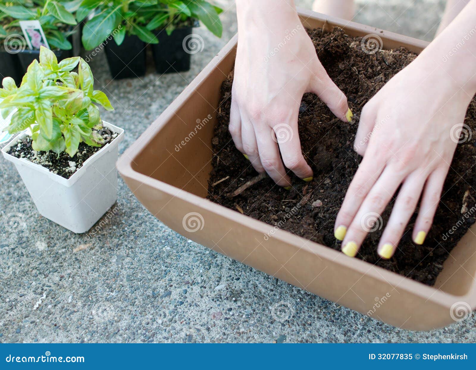 Planting In The Soil Of A Young Cucumber Seedling In The Hands Of ...