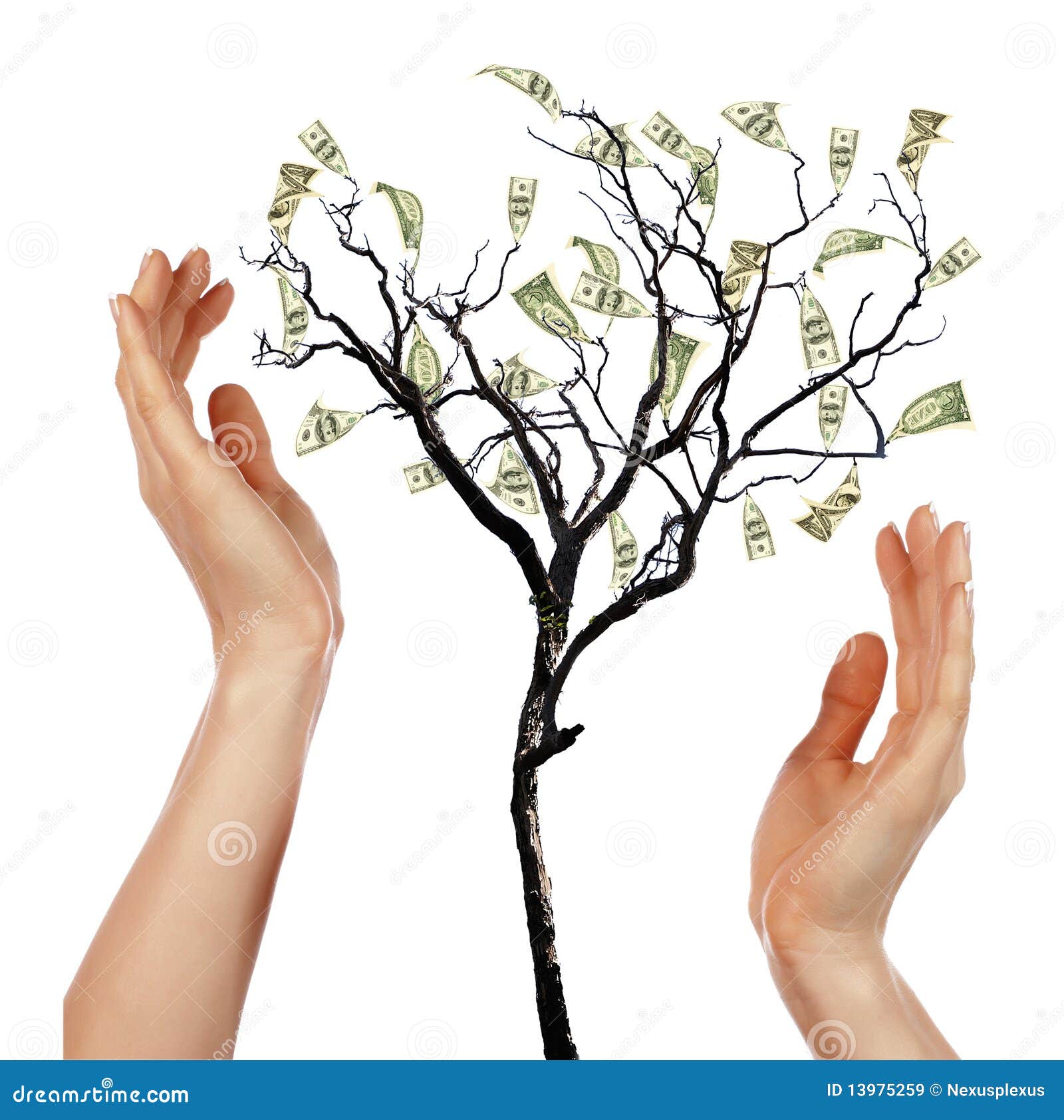 Hands and Money Tree stock image. Image of ecology, growth - 13975259