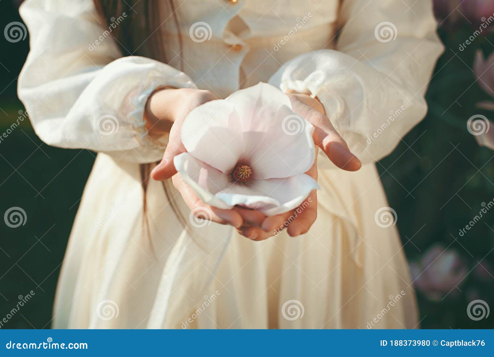 Hands Offering Magnolia Flower Stock Photo - Image of clear, look ...
