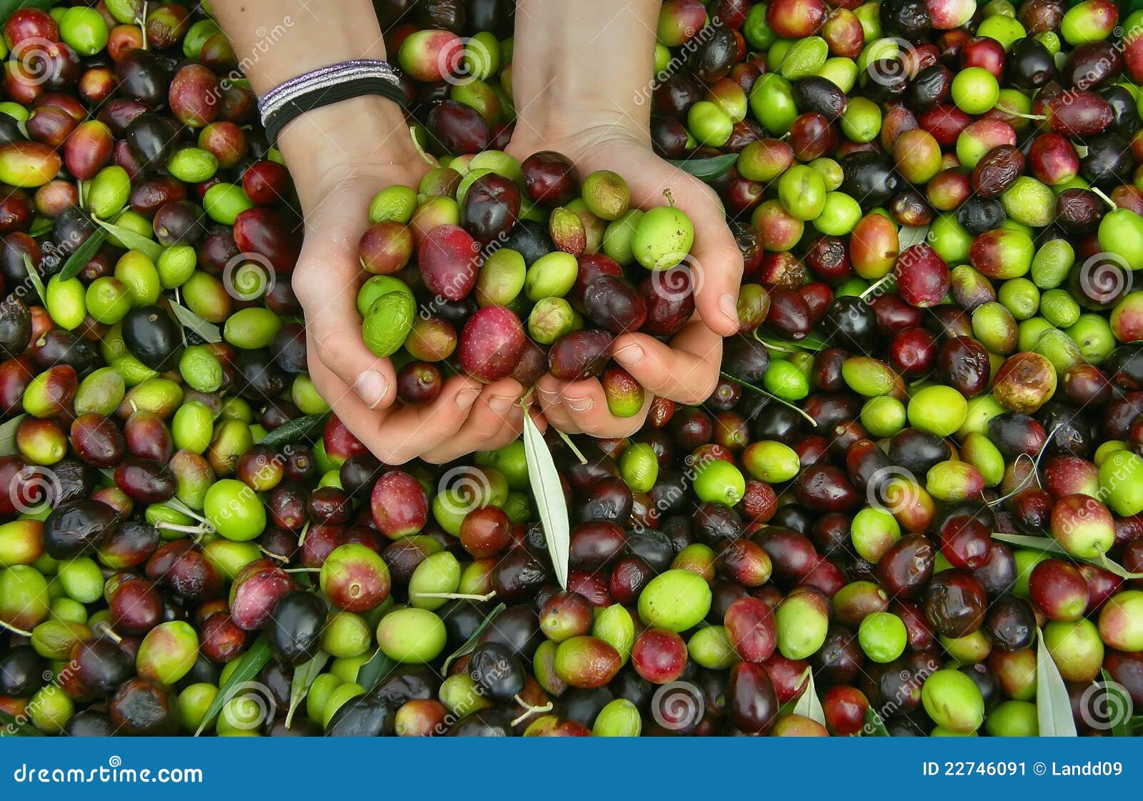 Hands and olives 1 stock image. Image of girl, farming - 22746091