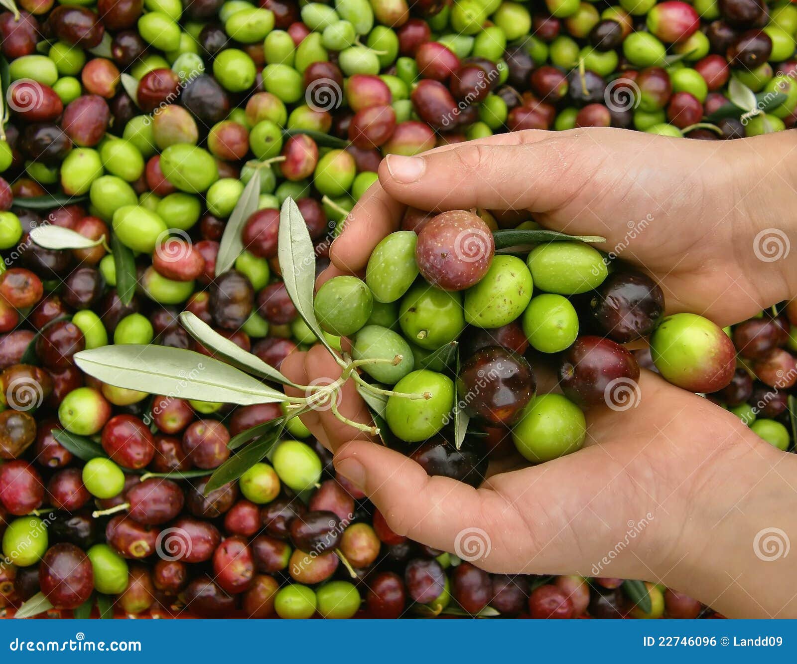 Hands and olives stock photo. Image of fruit, body, admire - 22746096