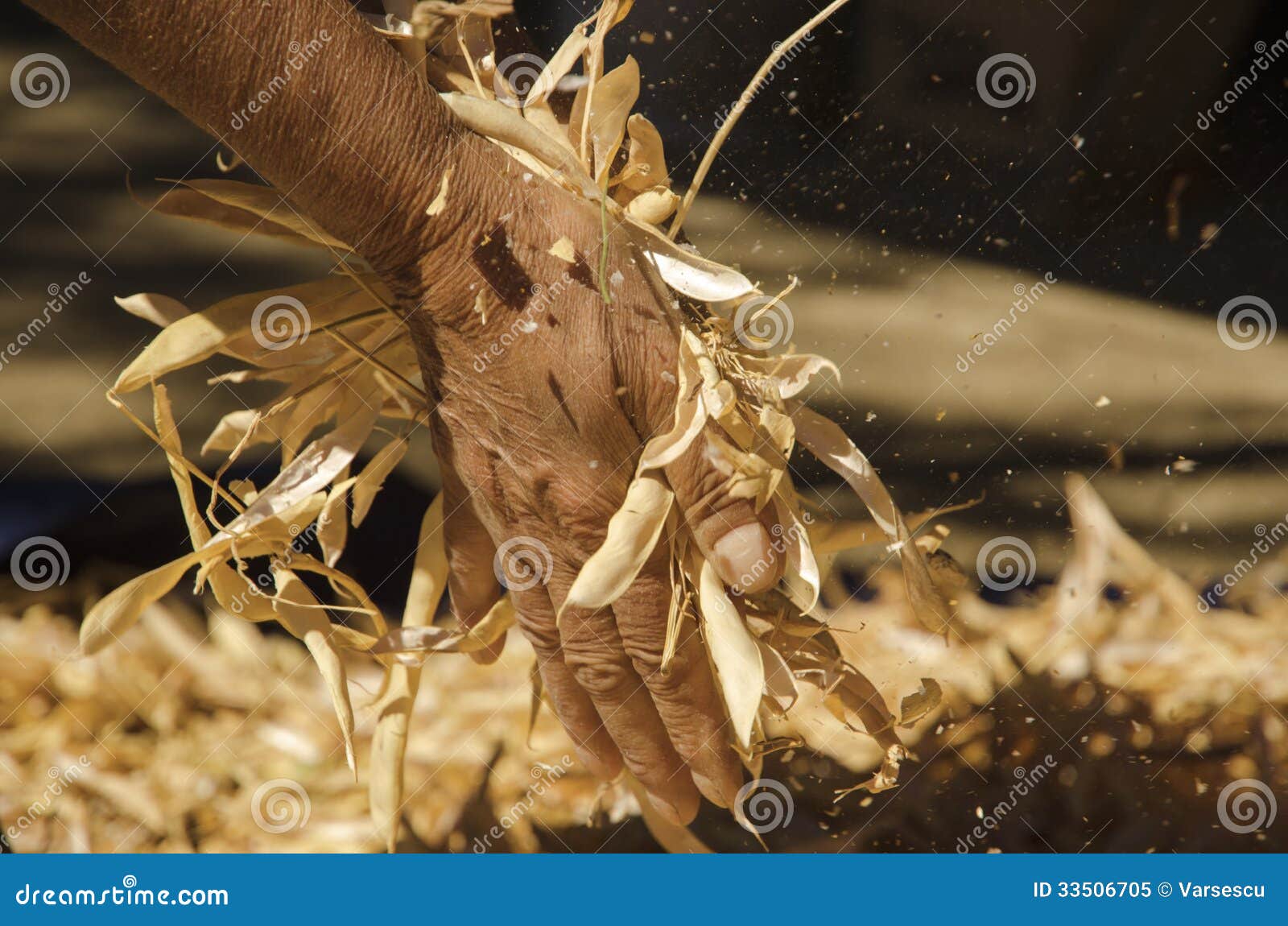 Hands opening beans stock image. Image of hands, food - 33506705
