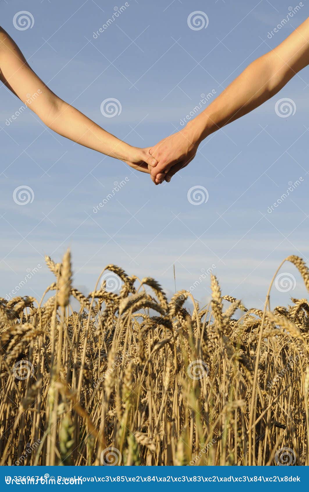 Hands stock image. Image of hands, grain, harmony, field - 33696743