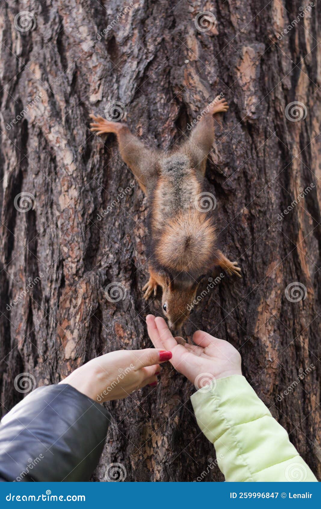 Hands of People Feed the Squirrels in the Park Stock Image - Image of ...