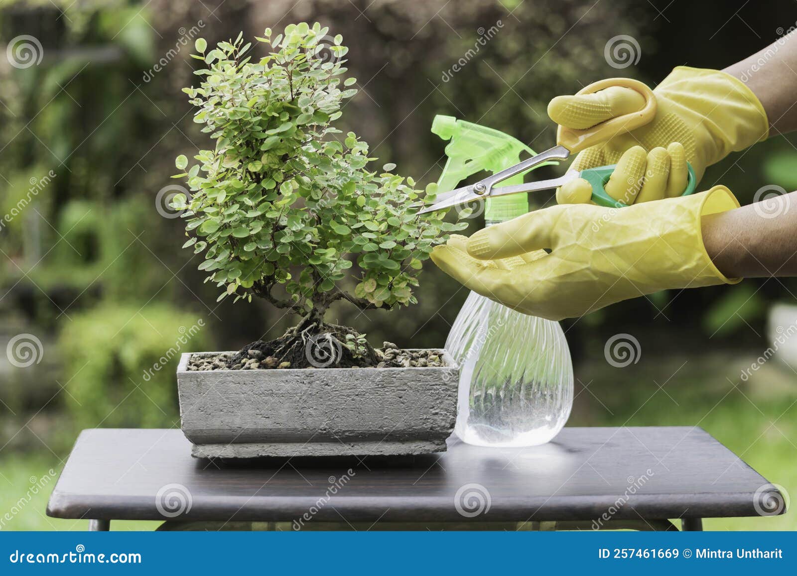 Hands of Person Using Scissors To Cut the Leaves and Branches of a ...