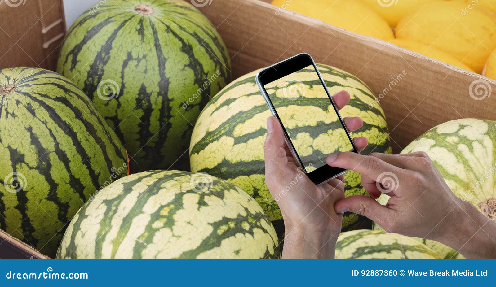 Hands Photographing Watermelons through Mobile Phone Stock Photo ...