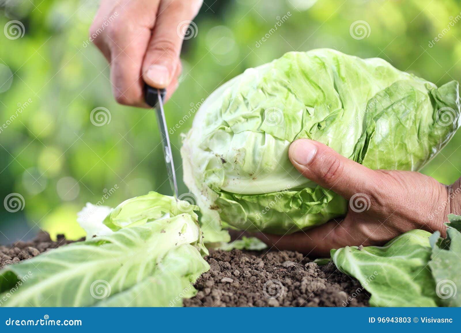 Hands Picking a Cabbage in Vegetable Garden, Stock Image - Image of ...