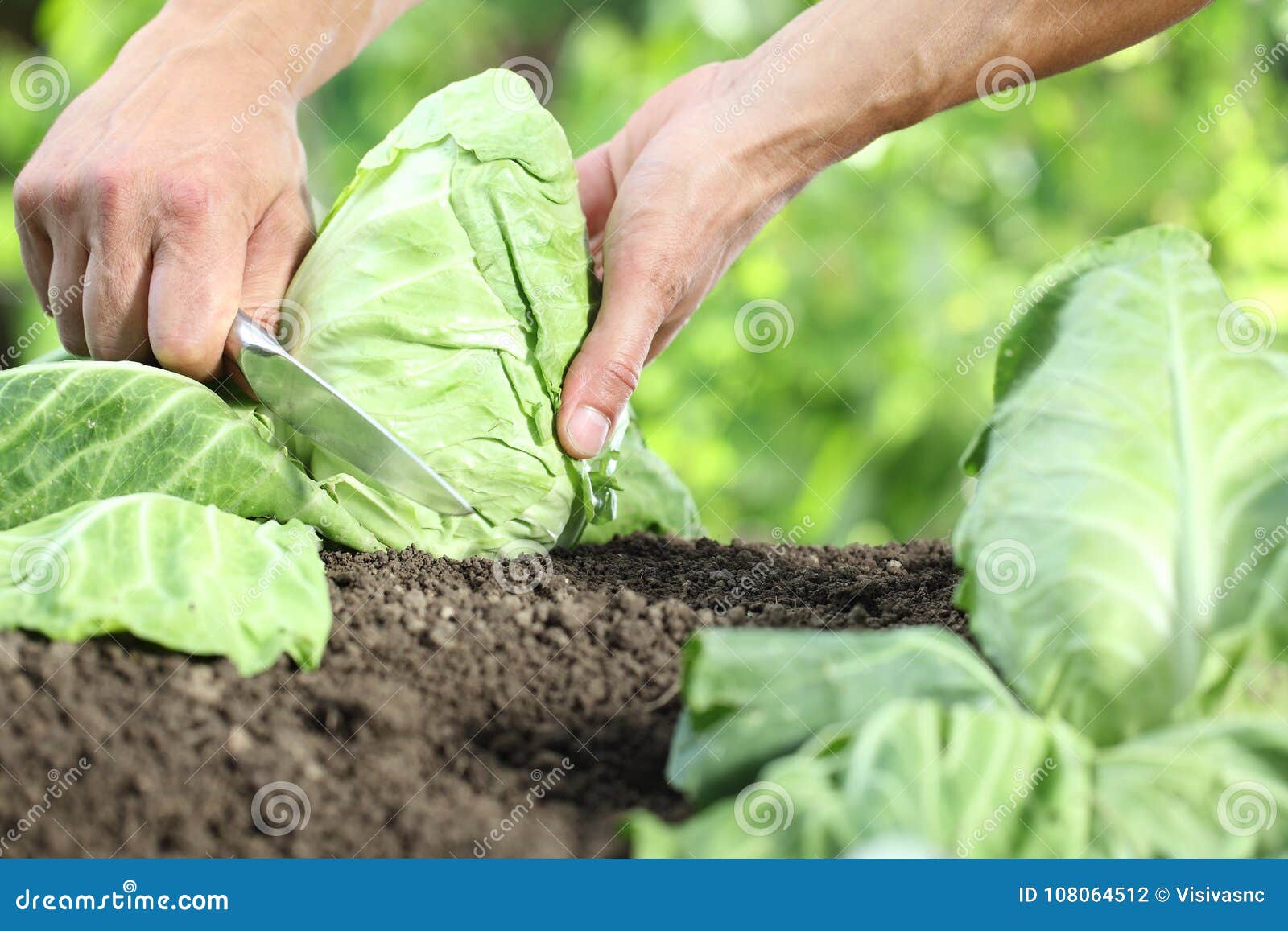 Hands Picking a Cabbage in Vegetable Garden, Stock Photo - Image of ...