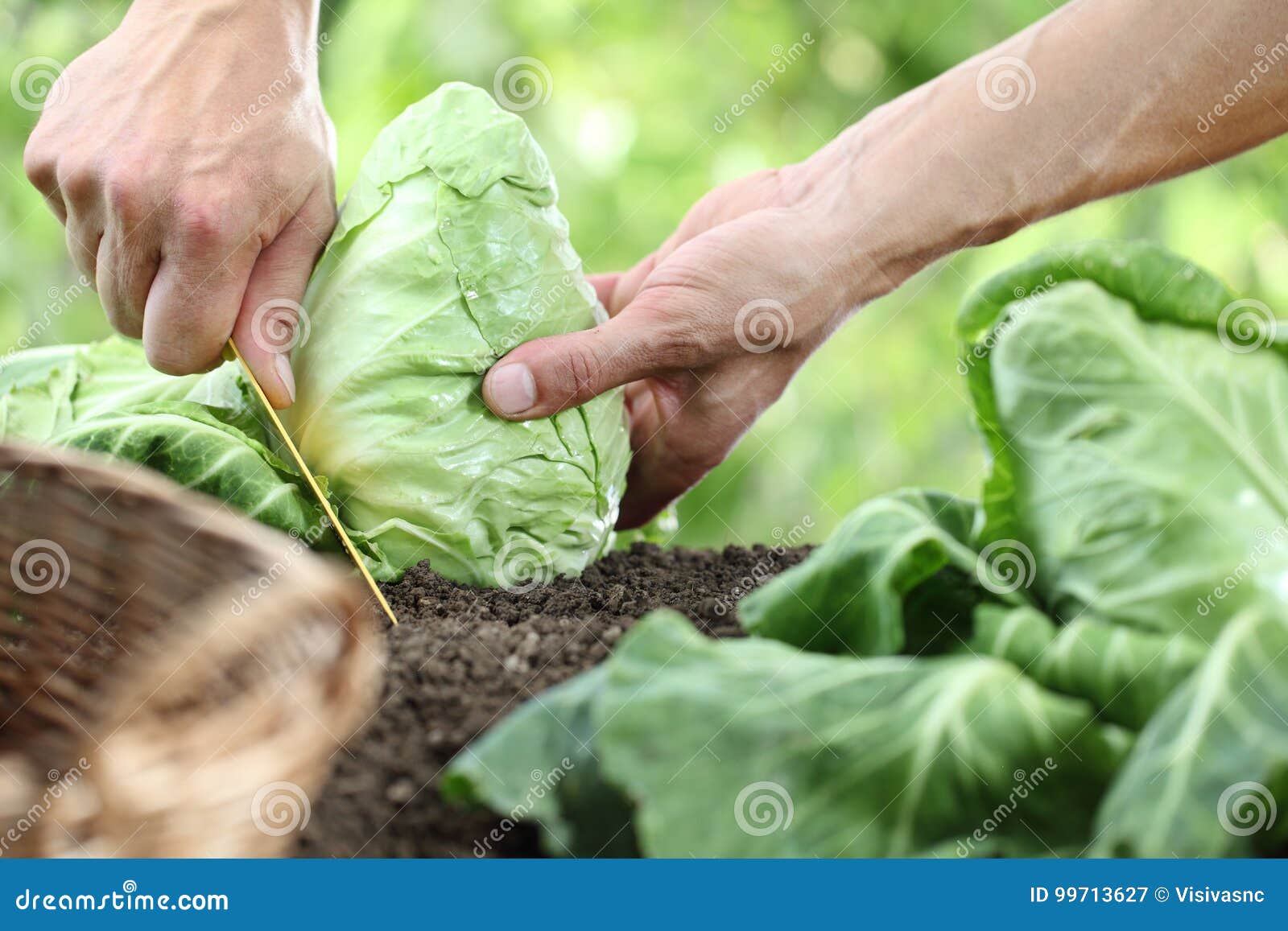 Hands Picking a Cabbage in Vegetable Garden Stock Image - Image of ...