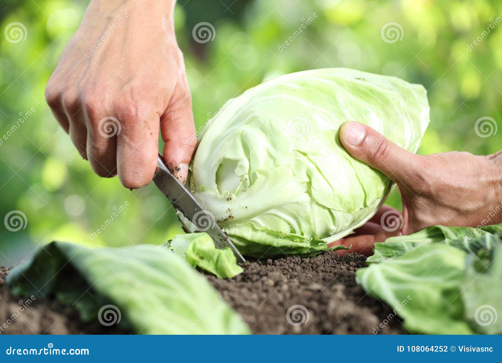 Hands Picking a Cabbage in Vegetable Garden, Stock Photo - Image of ...