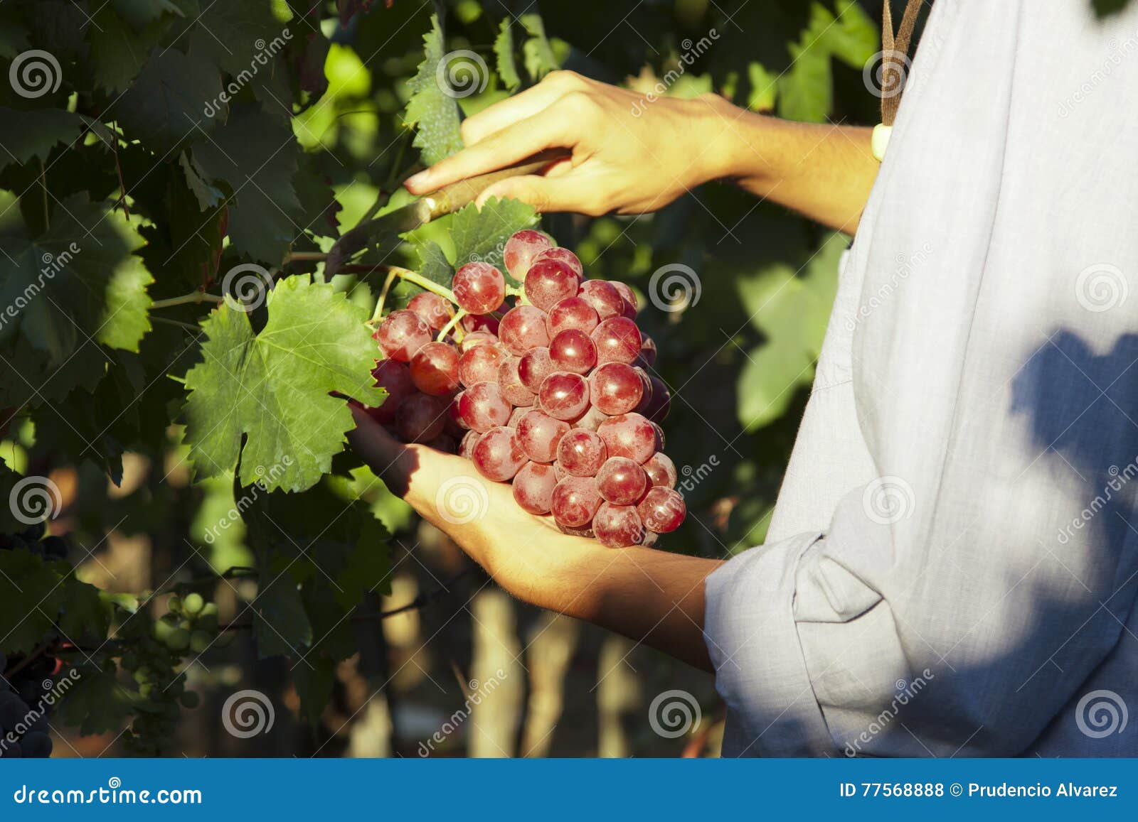 Hands picking grapes stock photo. Image of outdoor, farming - 77568888