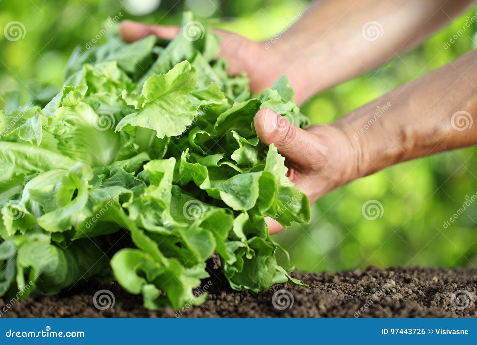 Hands Picking Lettuce, Plant in Vegetable Garden, Close Up Stock Photo ...