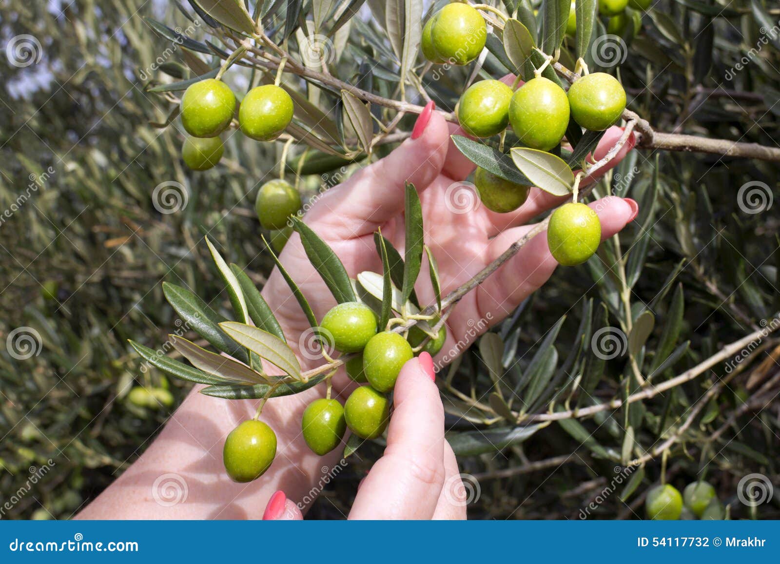 Hands picking olives stock photo. Image of fresh, evergreen - 54117732