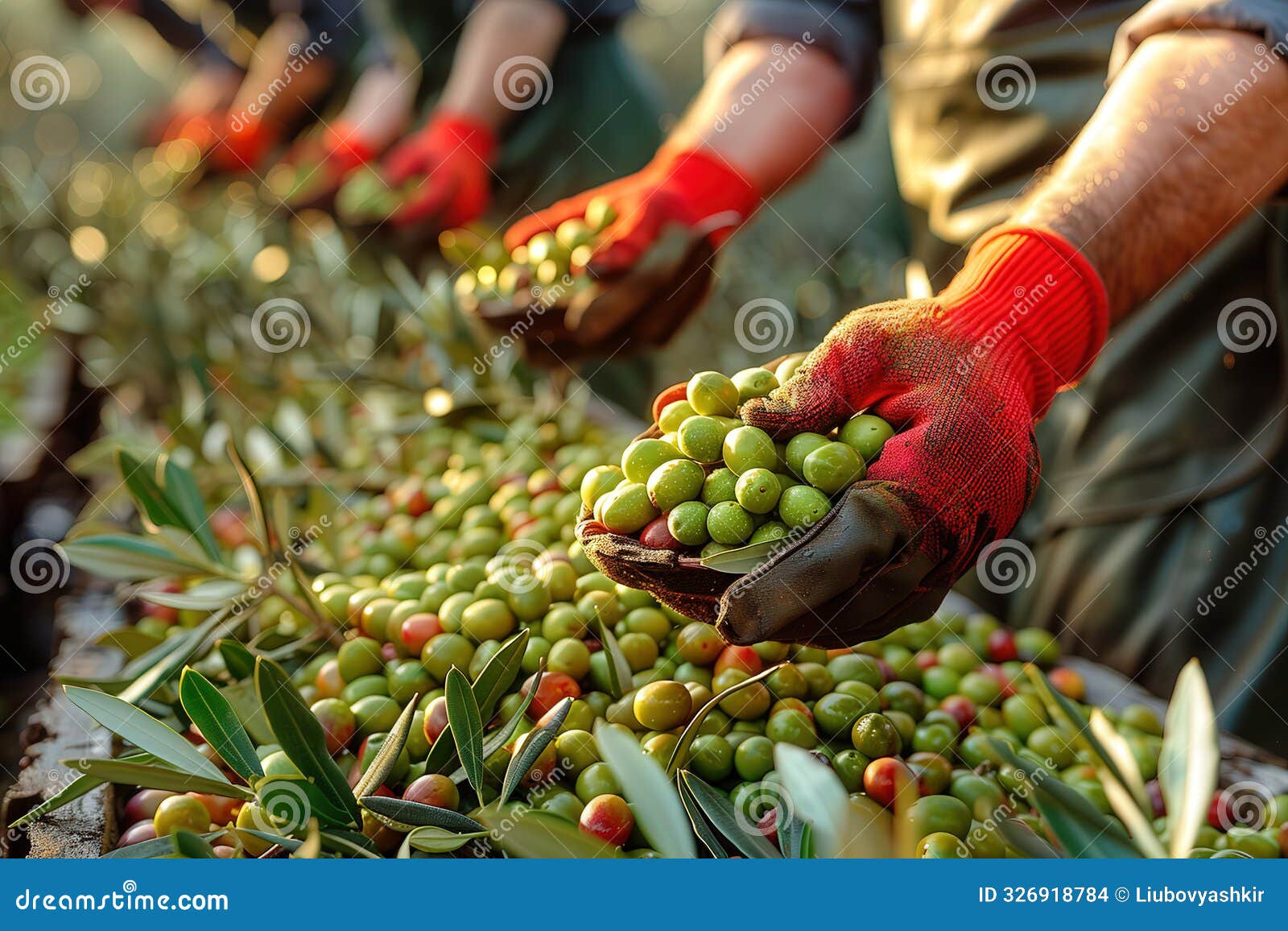 Hands Picking Olives from Branches, with Background Showing Rows of ...
