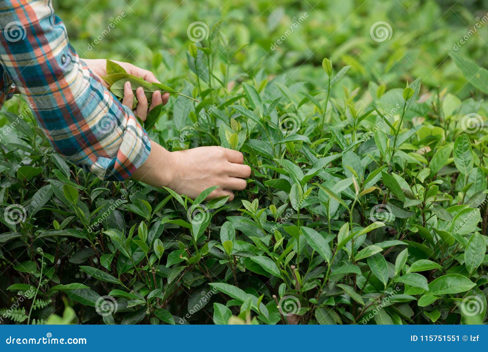 Hands Picking Tea Leaves in Spring Stock Image - Image of herb, growth ...