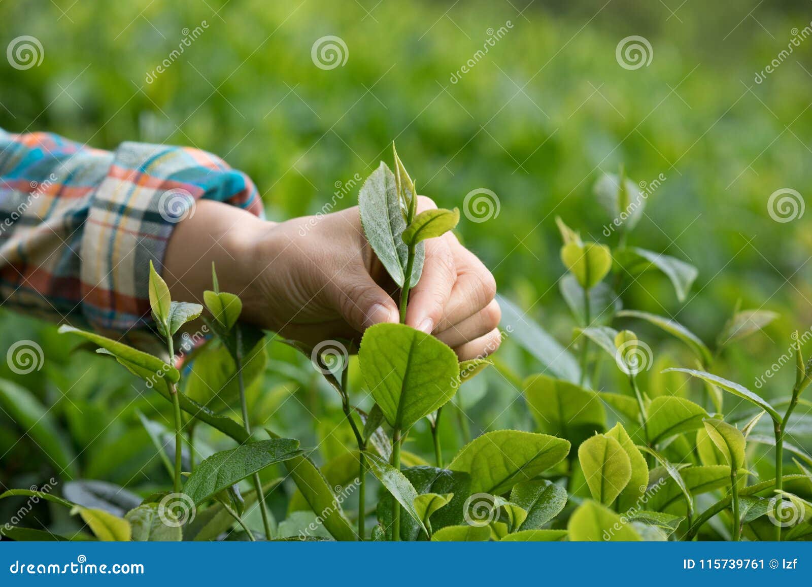 Hands picking tea leaves stock image. Image of female - 115739761