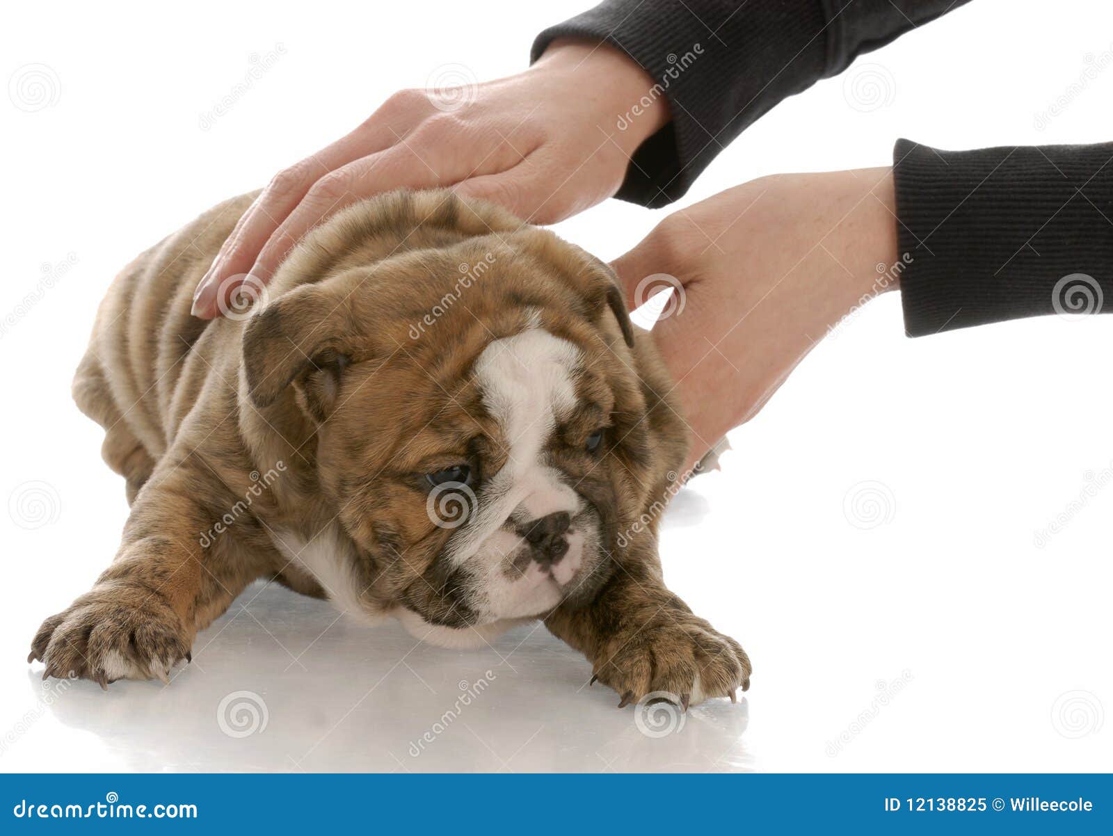 Hands picking up a puppy stock image. Image of english - 12138825