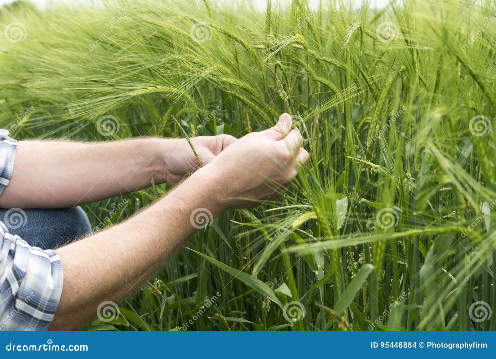 Hands Picking Wheat Stalks in a Field Stock Photo - Image of pasture ...