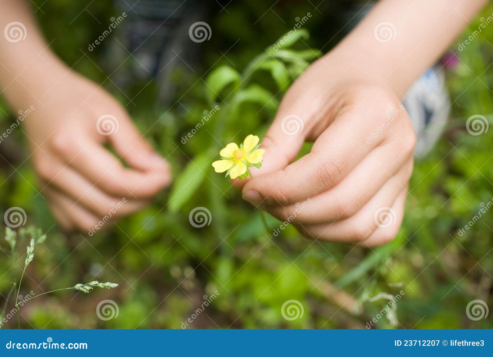 Hands Picking Wildflowers stock image. Image of flowers - 23712207