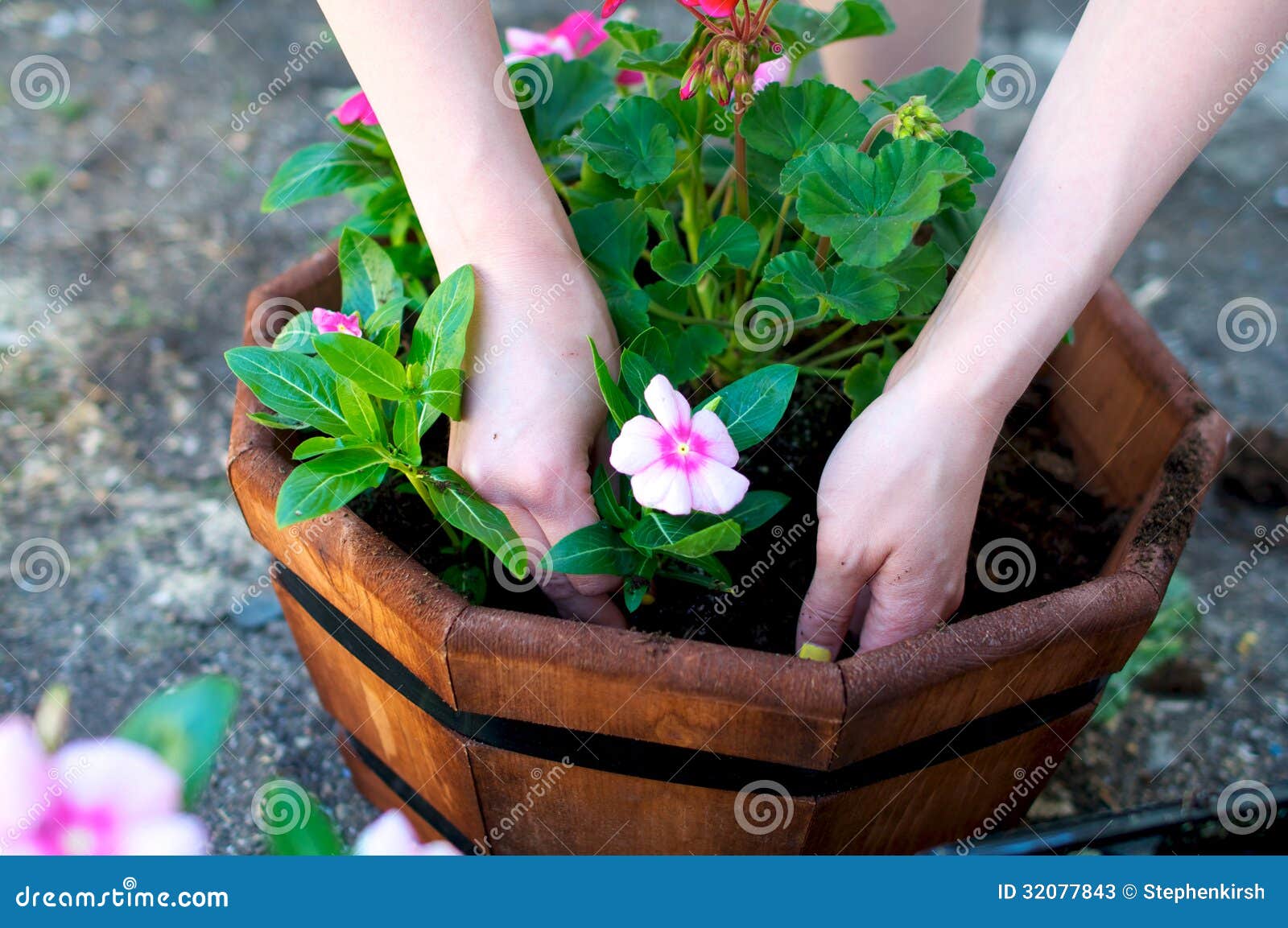 Hands Place Pink Flower in Octagonal Planter Stock Image - Image of ...