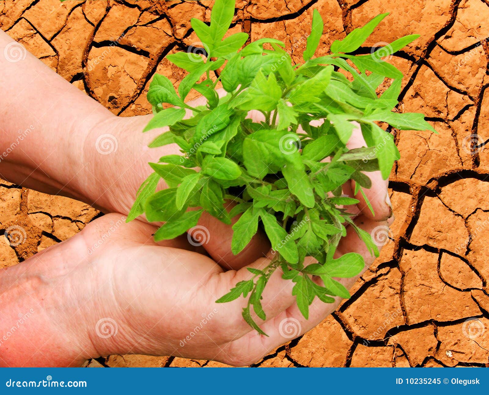 Hands with a plant stock image. Image of hands, firm - 10235245