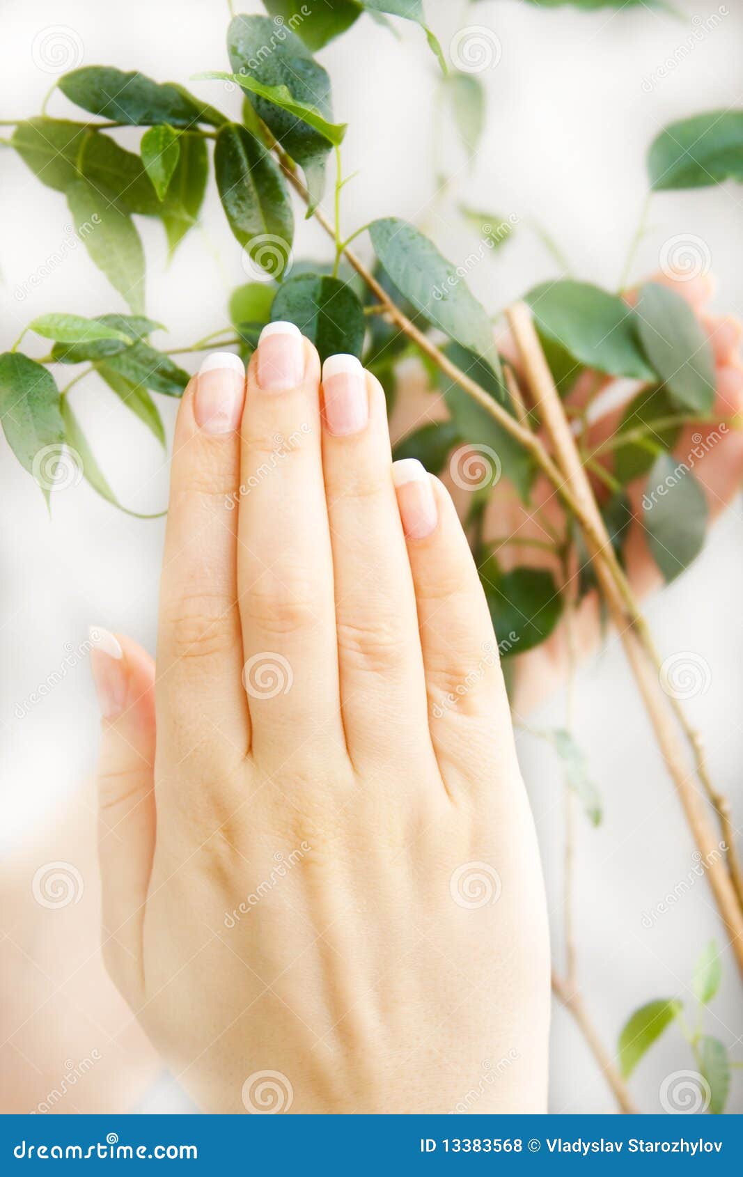 Hands and plant stock photo. Image of finger, female - 13383568
