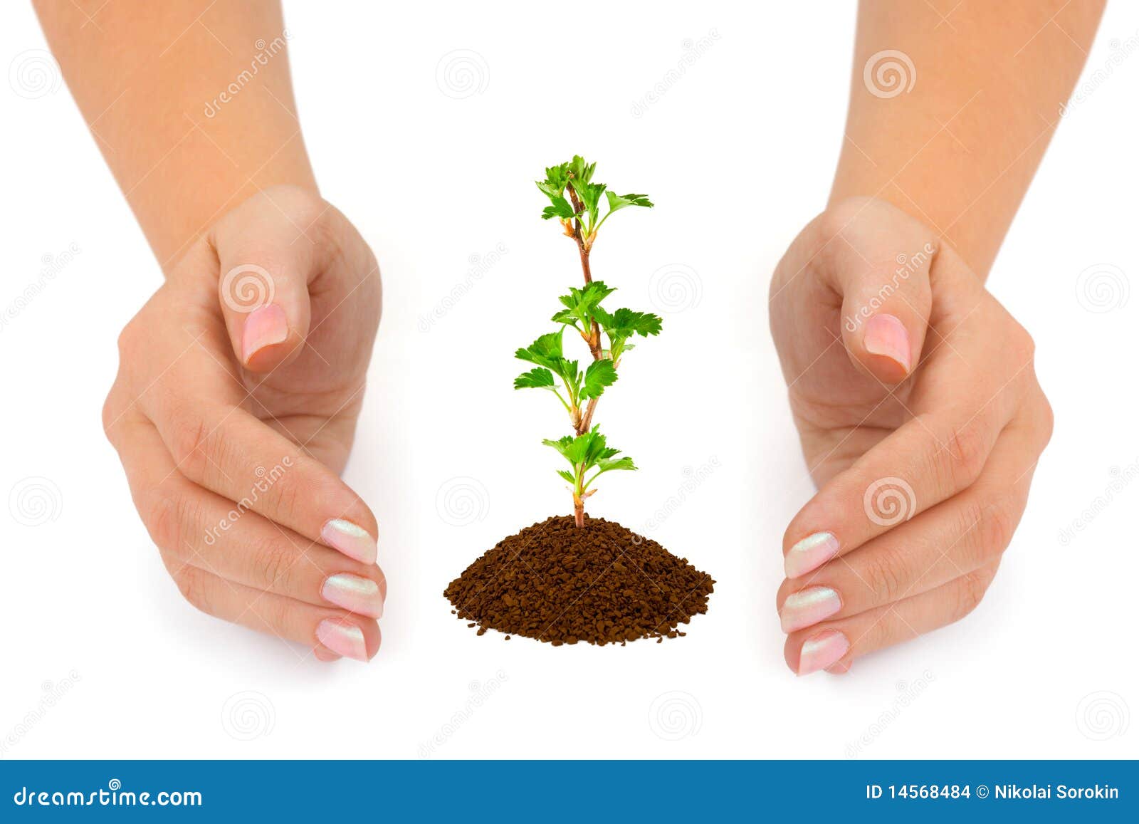 Hands and plant stock photo. Image of girl, cultivated - 14568484