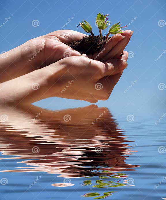 Hands with plant stock image. Image of hand, growing, environment - 2492059