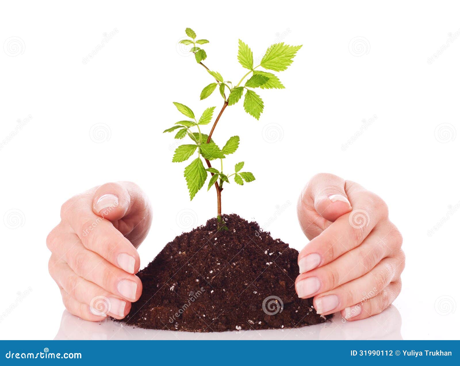 Hands and plant. stock photo. Image of seedling, nature - 31990112