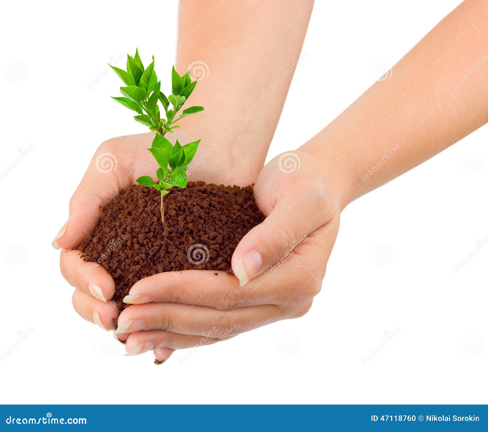 Hands and plant stock photo. Image of hand, evolution - 47118760