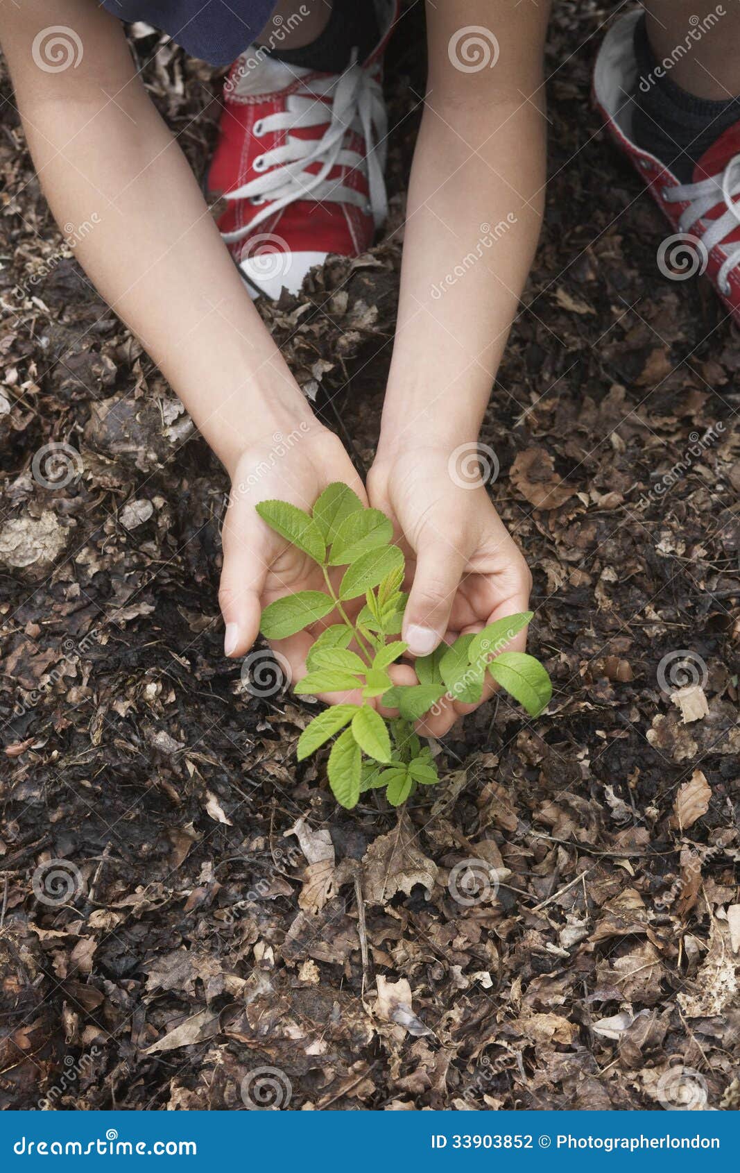 Hands Planting Black Locust Tree Seedling Stock Photo - Image of ...