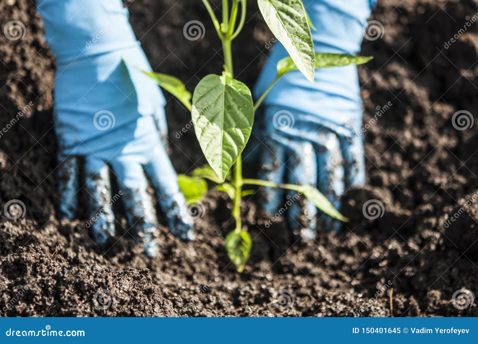 Hands Planting a Seedling into Soil Stock Image - Image of ground ...