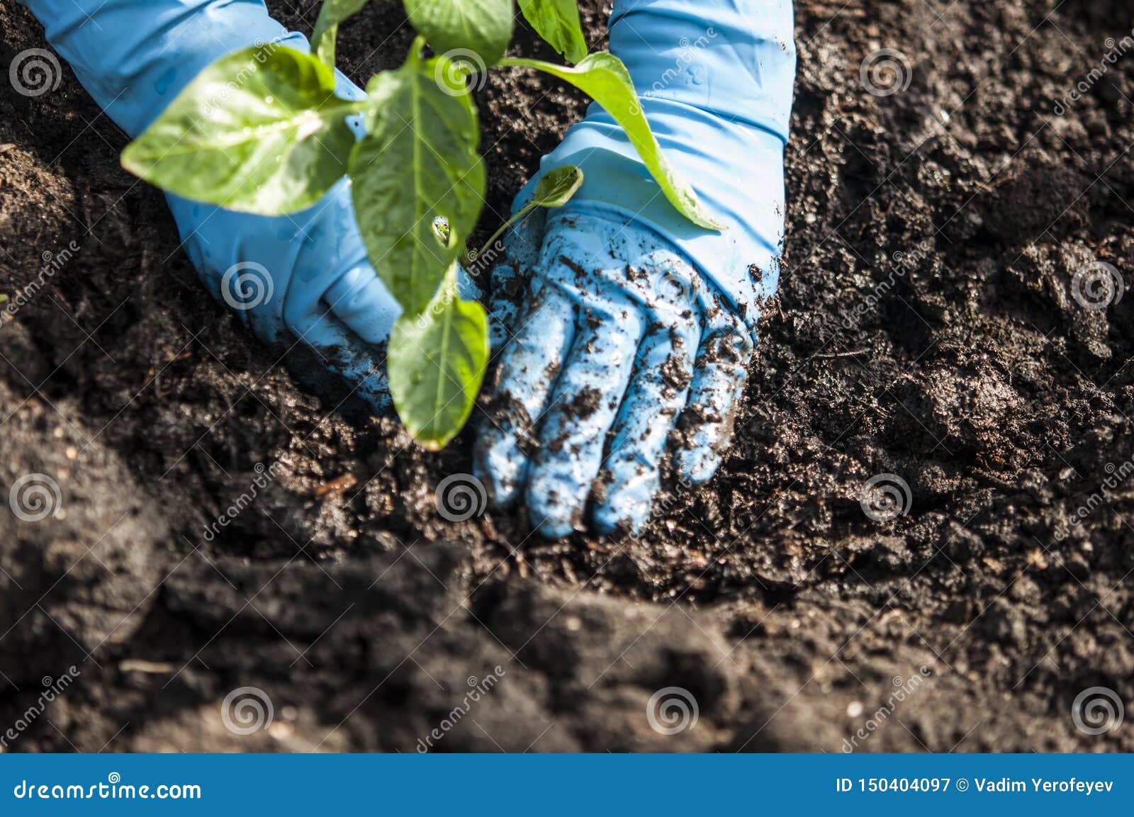 Hands Planting a Seedling into Soil Stock Image - Image of plant ...