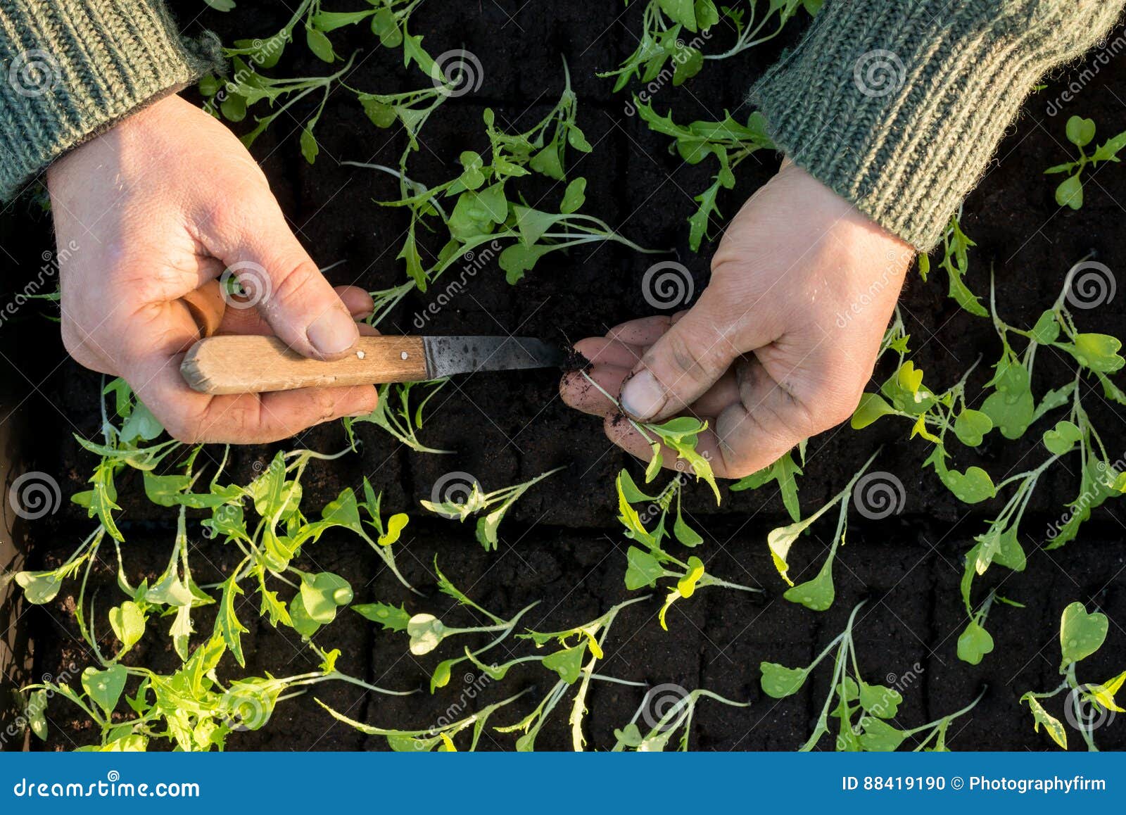 Hands Planting Seedling into Soil Stock Photo - Image of young, soil ...