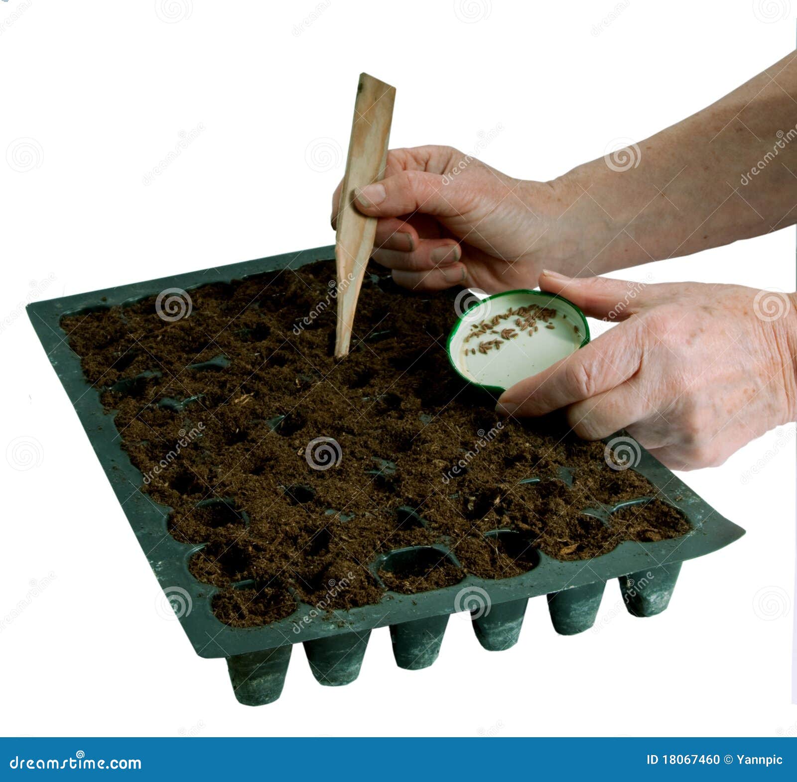 Hands planting seeds stock photo. Image of propagation - 18067460