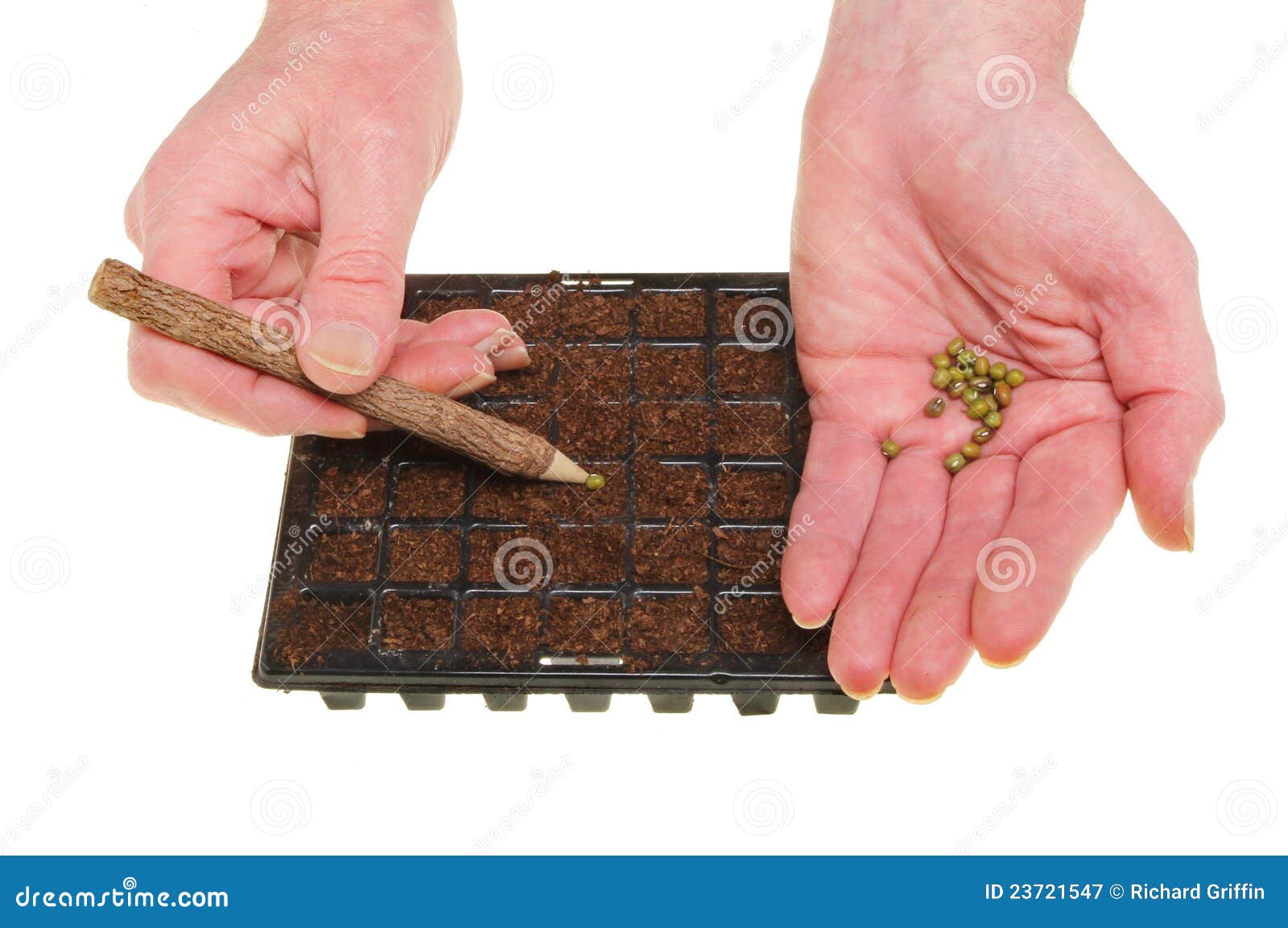 Hands planting seeds stock image. Image of planting, gardening - 23721547