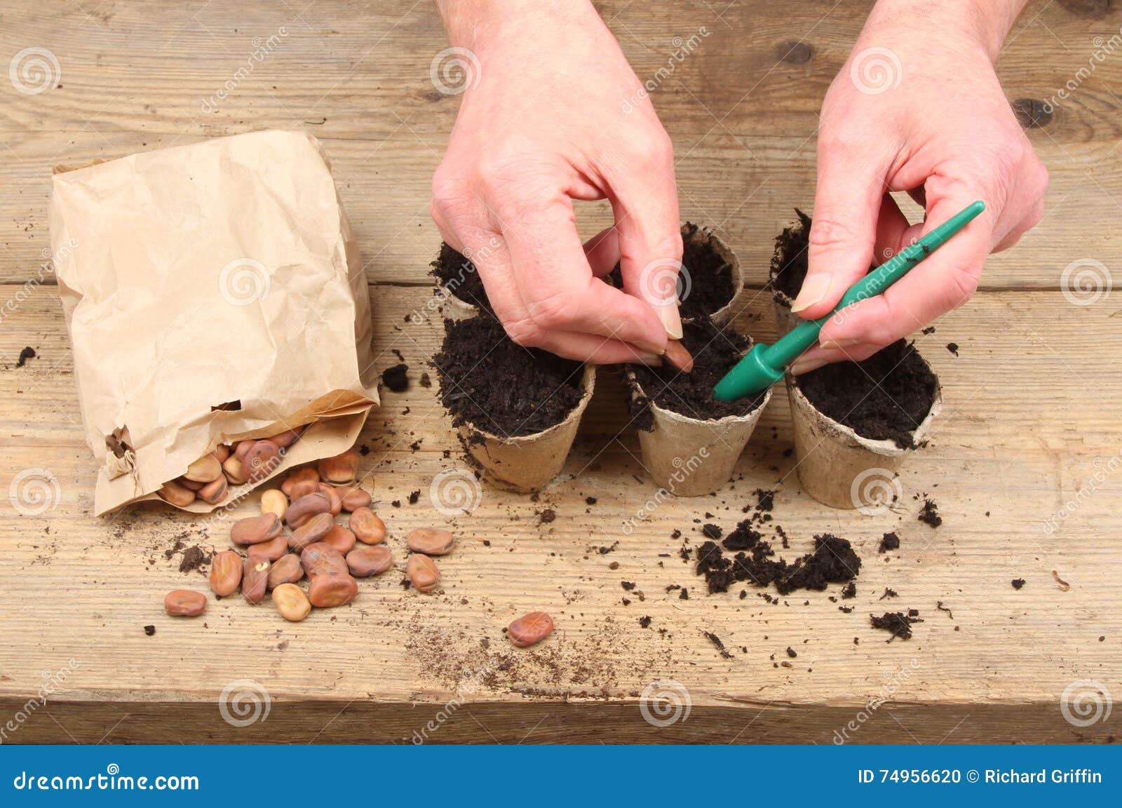 Hands planting seeds stock photo. Image of paper, soil - 74956620