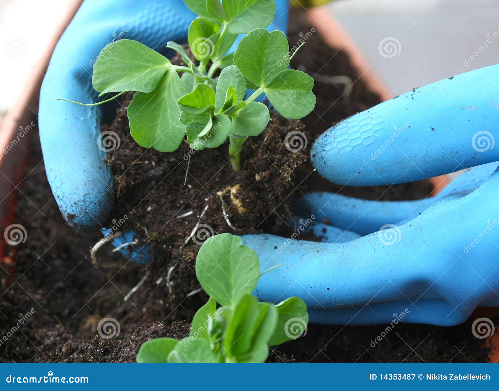 Hands Planting a Small Plants Stock Image - Image of growing, delicate ...