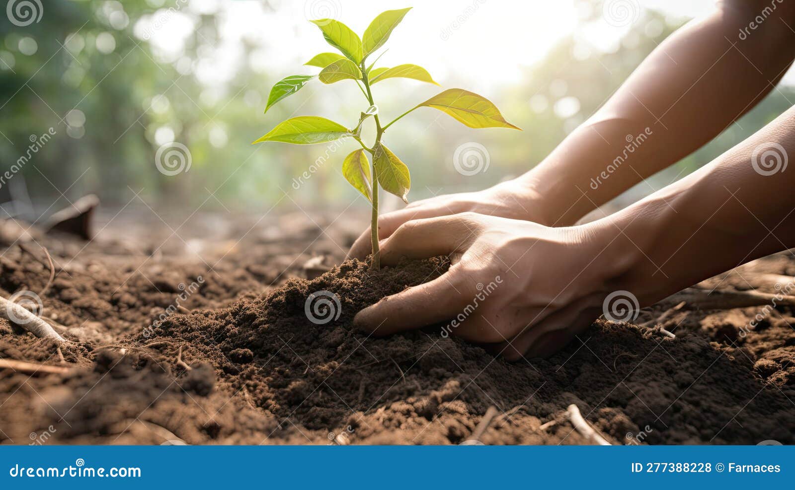 Hands planting tree stock illustration. Illustration of outdoor - 277388228