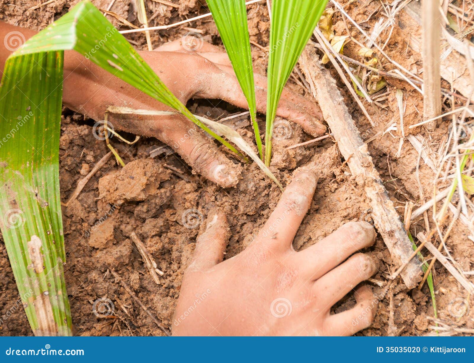 Hands planting a tree stock photo. Image of earth, soil - 35035020