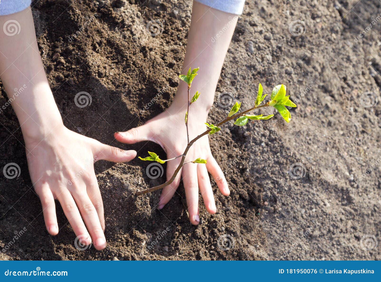 Hands are Planting Young Green Tree Sapling in a Soil Stock Photo ...