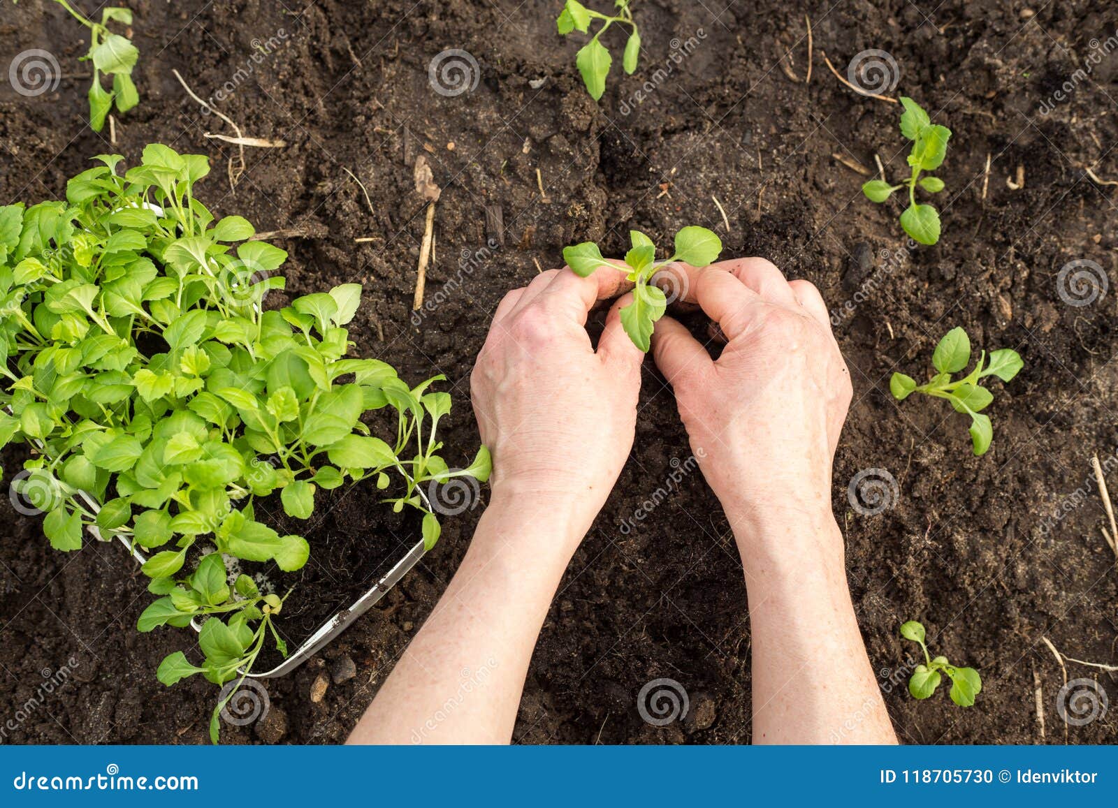 Hands planting young plant stock photo. Image of seedling - 118705730
