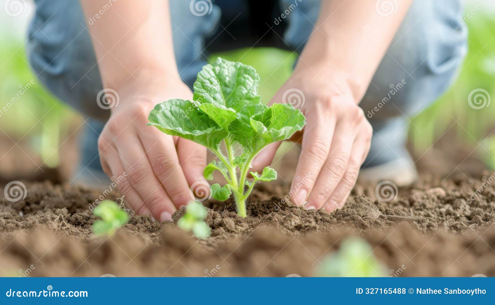 Hands Planting Young Seedling in Soil Stock Illustration - Illustration ...